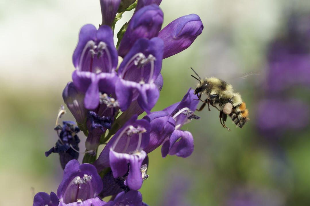 Bumble Bee Atlas: A community science project | Iain Nicolson Audubon ...
